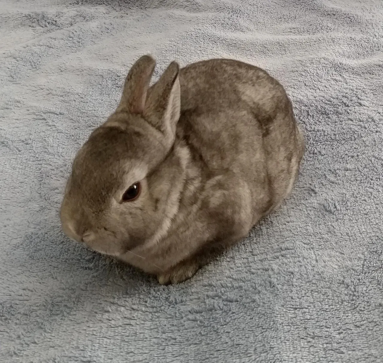 Baby Chinchilla Rabbit