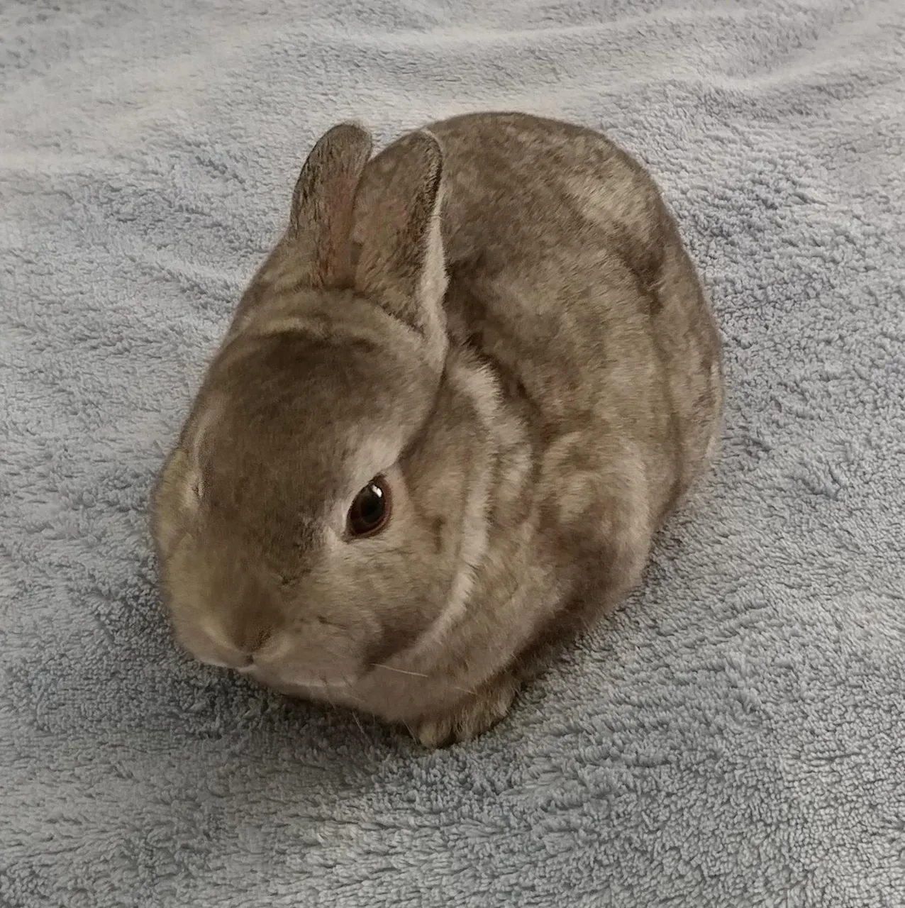 Baby Mini Rex Rabbit