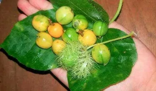 Buah Rambusa