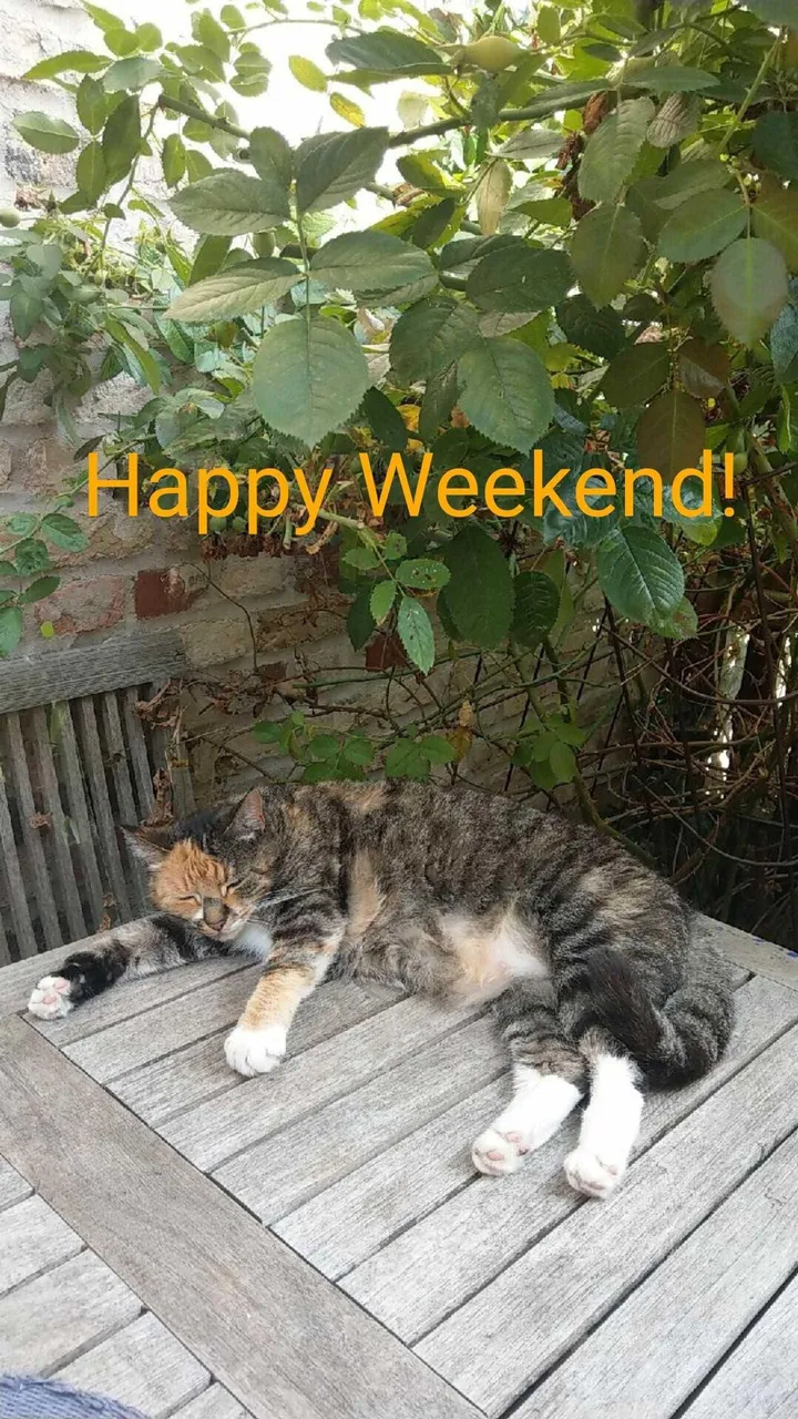 Happy Weekend Cats