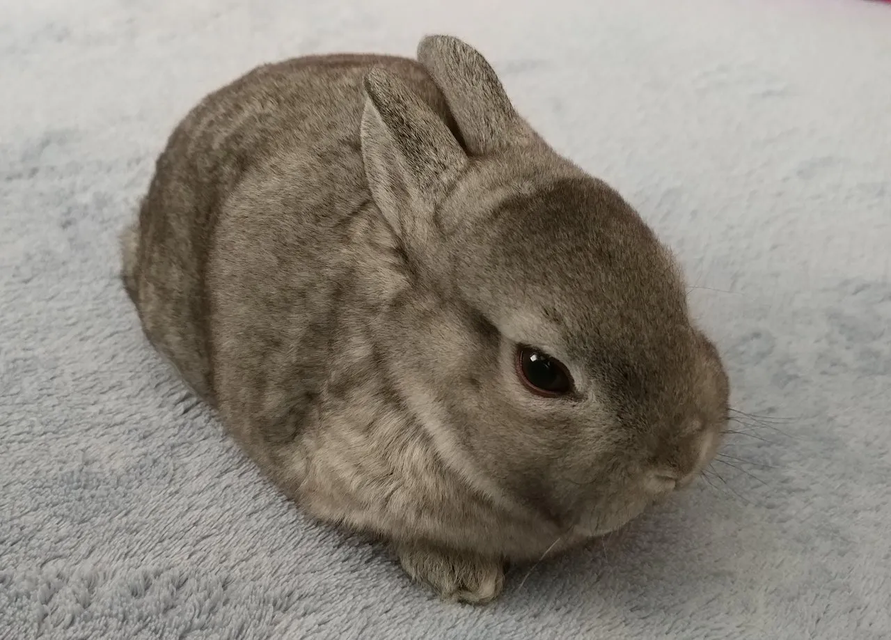 Dwarf Chinchilla Rabbit