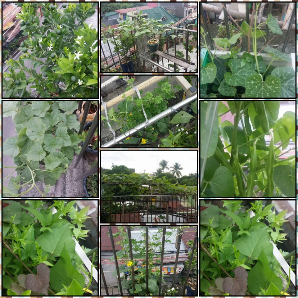 Presenting my ROOFTOP MINI BOTANICAL GARDEN