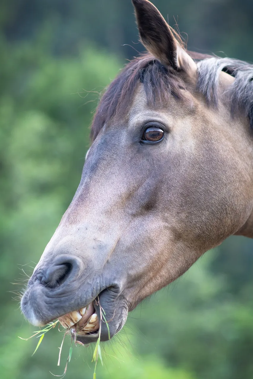 How Strangles Disease affects Horses.