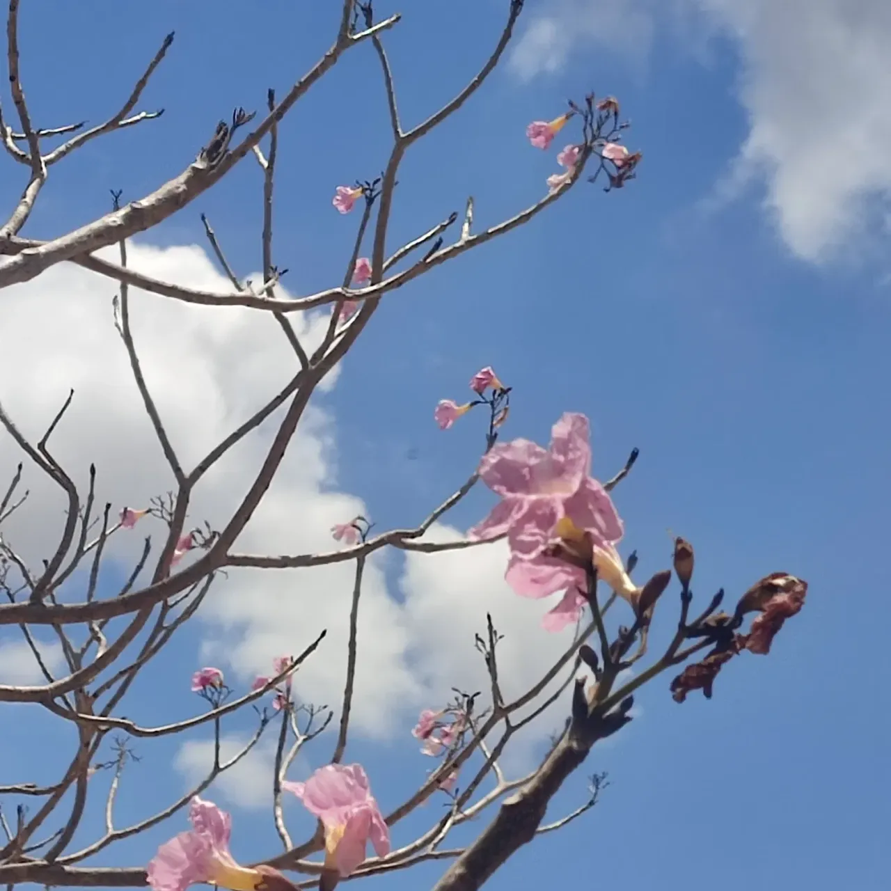 Flowering Apamate Tree🌸💮Floración del Árbol de Apamate