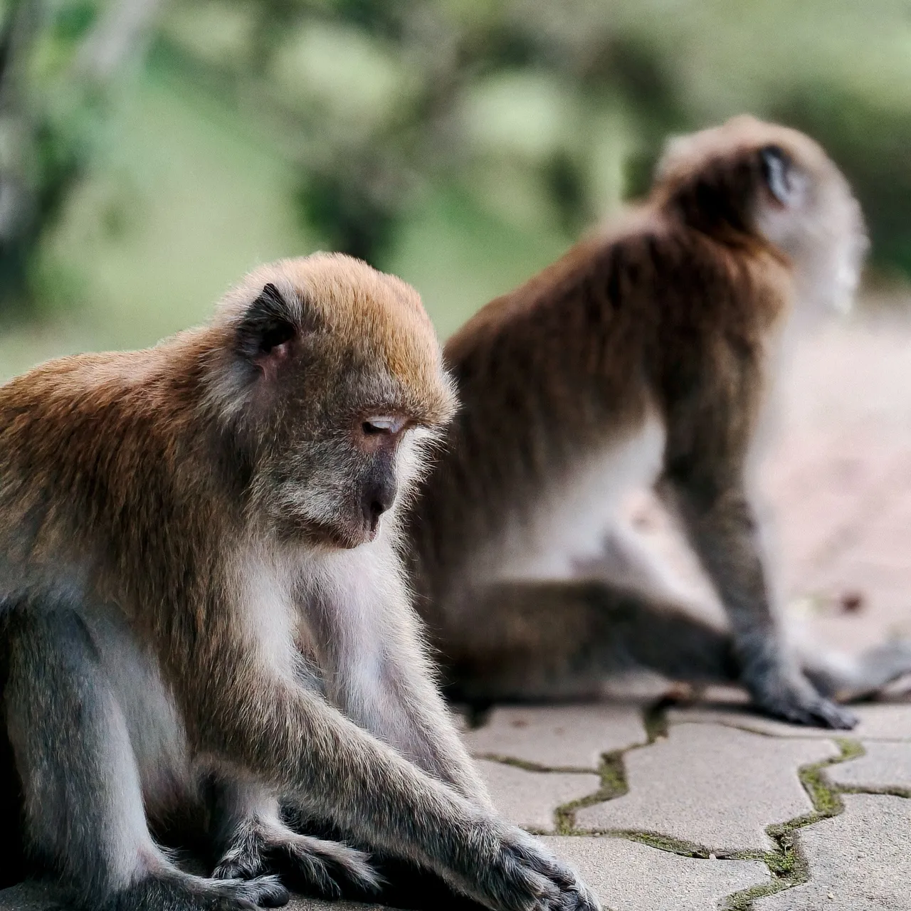 Portrait of Primates: The Troops of McRitchie Reservoir