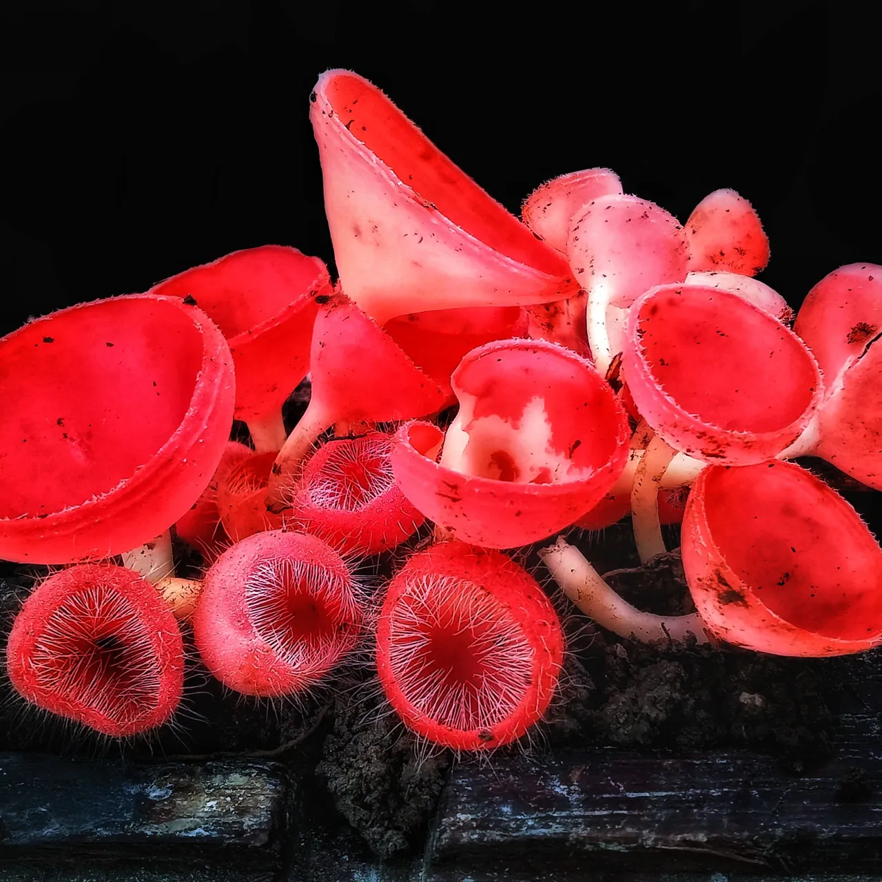 Fungi lovers- the amazing red fairy cup mushrooms I can find in thi...