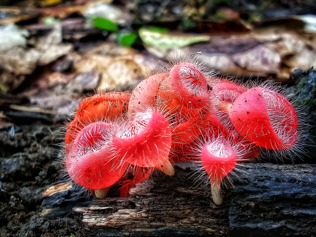 Fungi lovers- the amazing red fairy cup mushrooms I can find in thi...