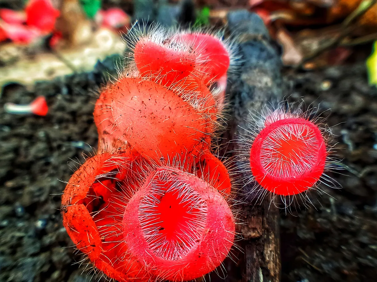 Fungi lovers- the amazing red fairy cup mushrooms I can find in thi...