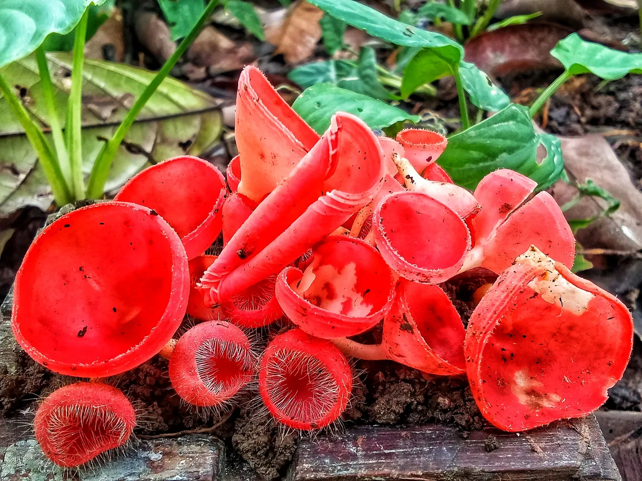 Fungi lovers- the amazing red fairy cup mushrooms I can find in thi...