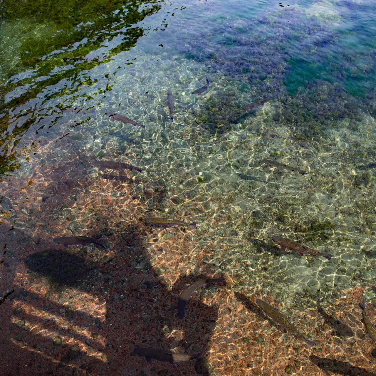 Wizard Falls Fish Hatchery - Fish in the Settling Pond