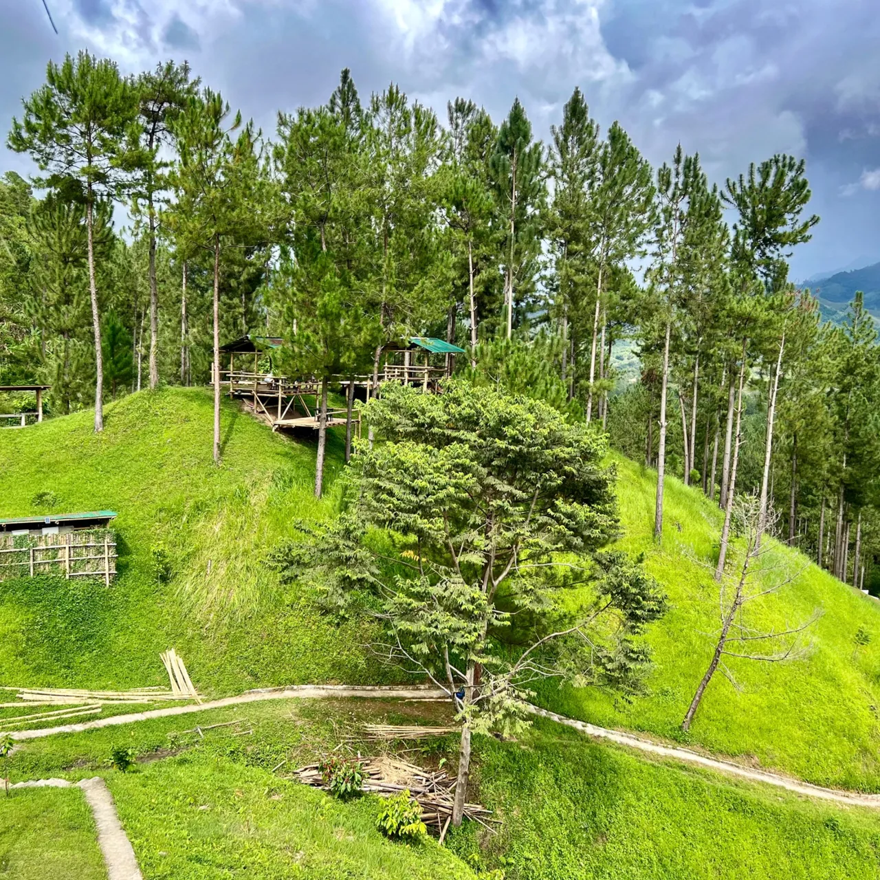 Exploring The Pine Ridge Of Bukidnon!