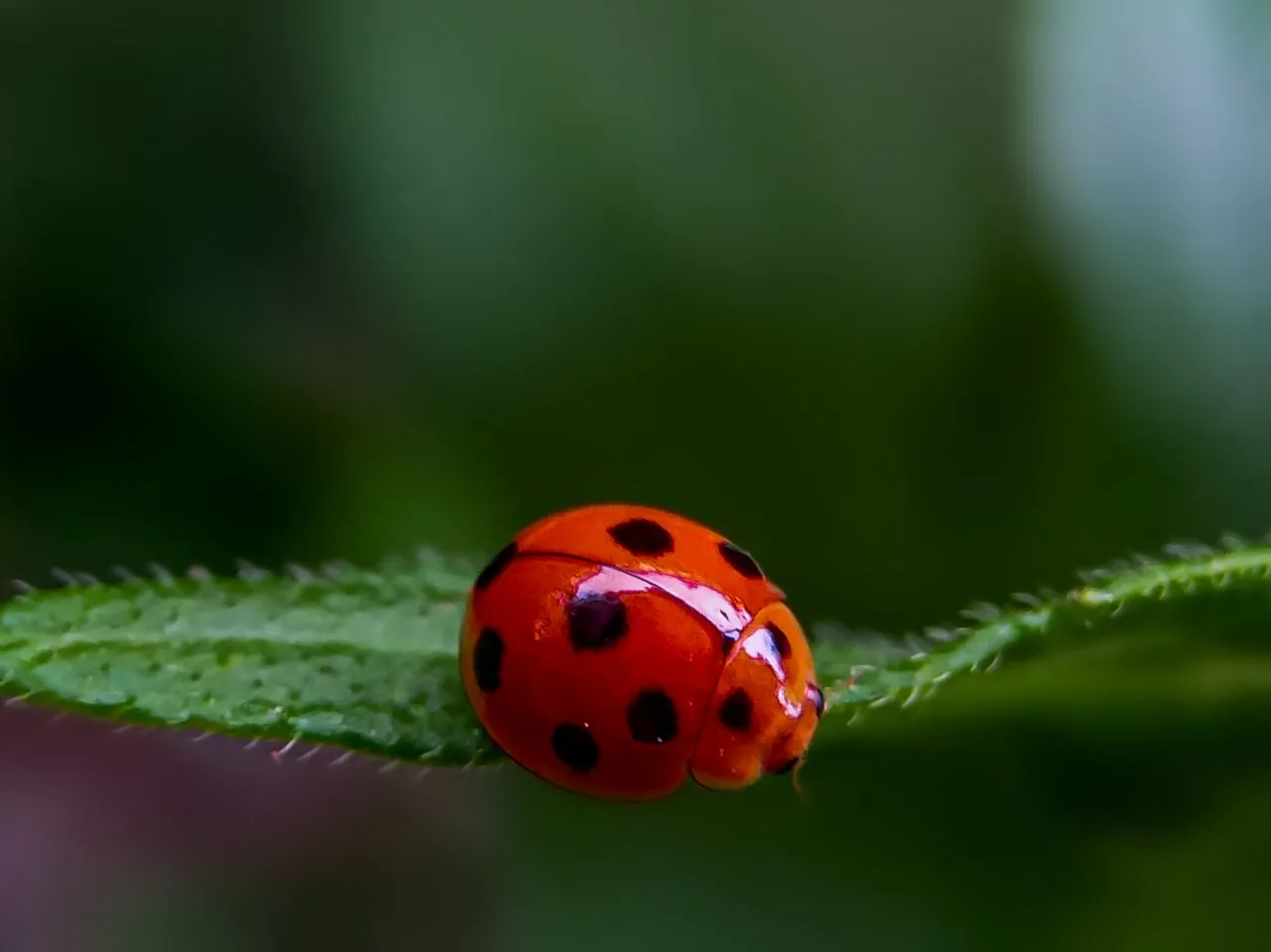Ladybug