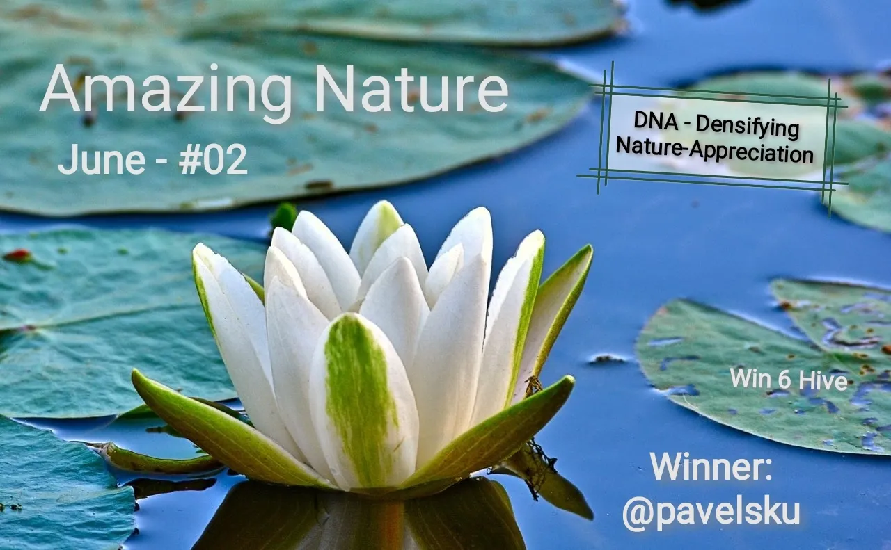 Amazing Nature Contest - June 2020 - #02 - CLOSED