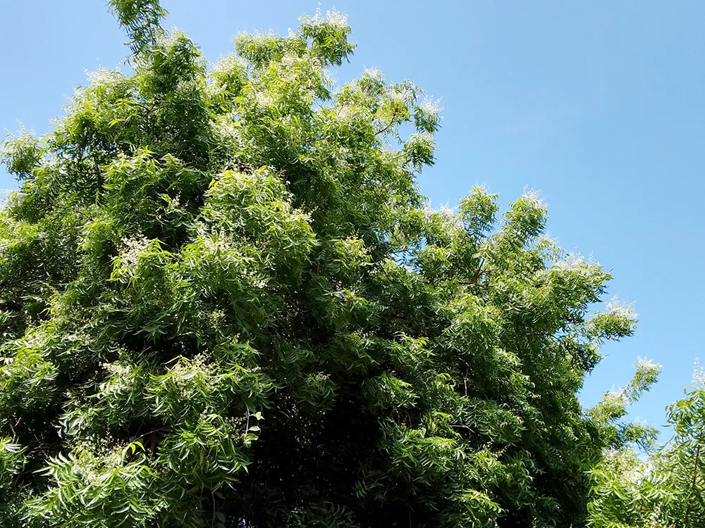 El árbol “neem” (‘Azadirachta indica’).