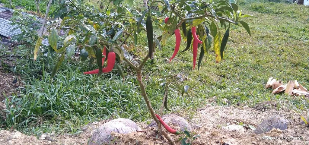 Chili garlic Oil-Sword pepper from our garden