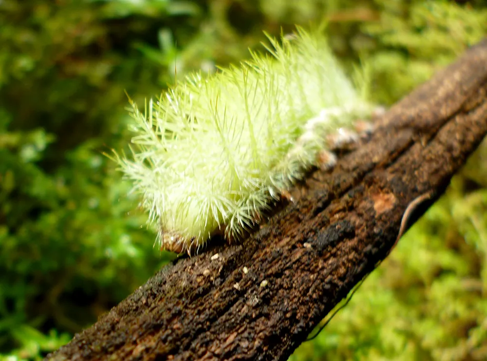 Oruga de polilla del género ‘Automeris’.
