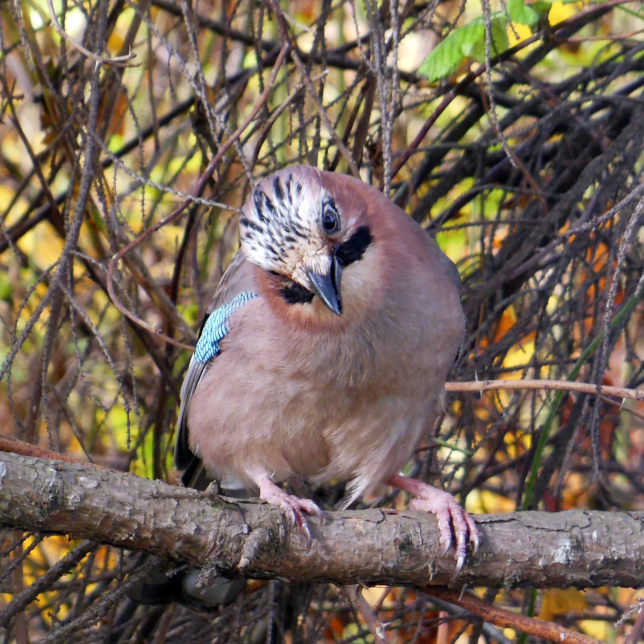 First contact with a young jay - it looks promising