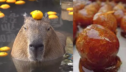 (ENG/ESP)Furry Capibara - furry capybara
