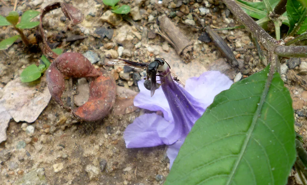La avispa ‘Polybia ignobilis’ (“Camoatí negro”).