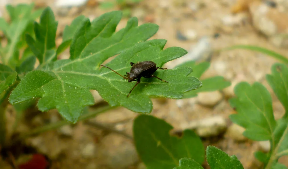 Chinche (ninfa) de la subfamilia Rhyparochrominae.