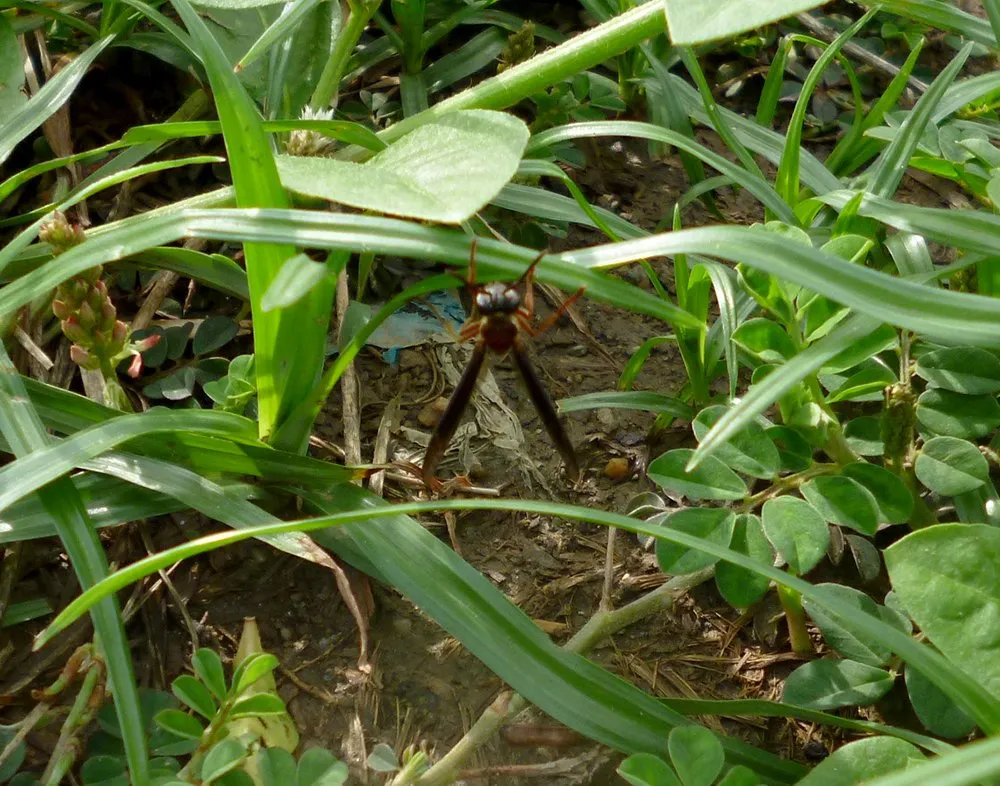 La avispa ‘Polybia sericea’ (“Camoatí bronceado”).