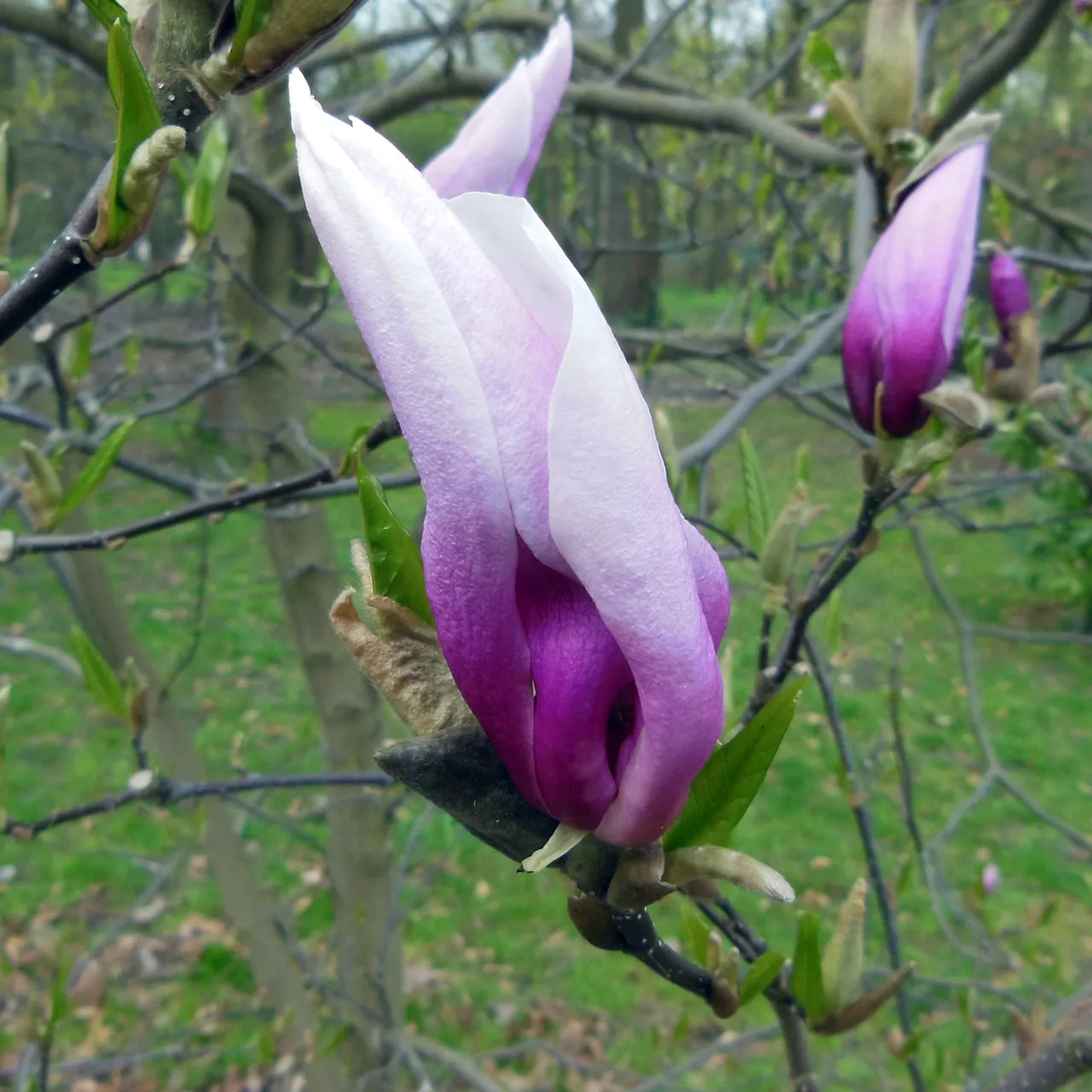 Spring decorative and medicinal flowers in my park - buttercup and ...