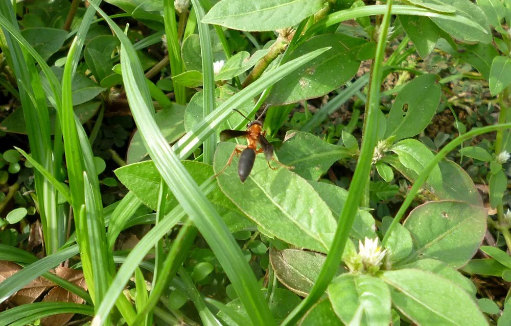 La avispa ‘Polybia sericea’ (“Camoatí bronceado”).