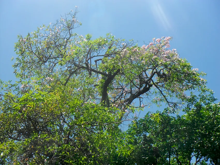 The "pink poui" tree - El árbol "apamate".