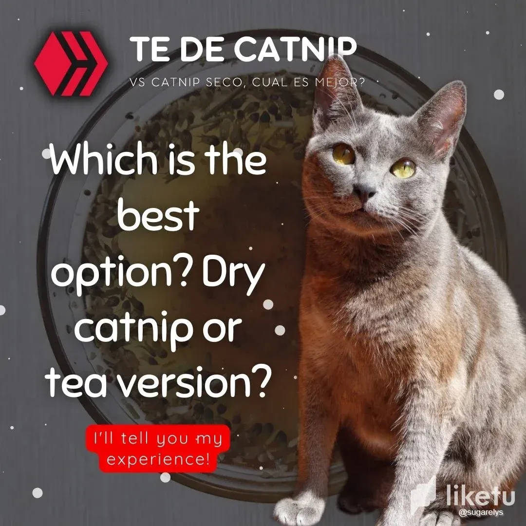 ¡Te cuento mi experiencia con Freyja y el Catnip! 🐈 [ESP/ENG]