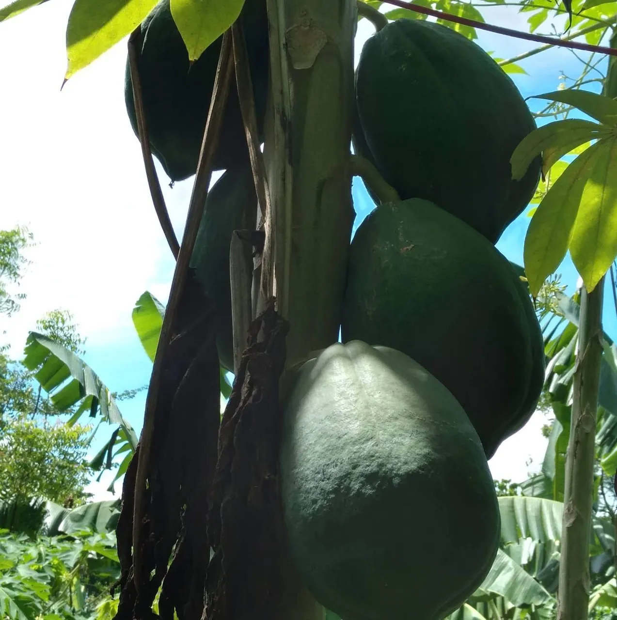 Visit to the papaya farm