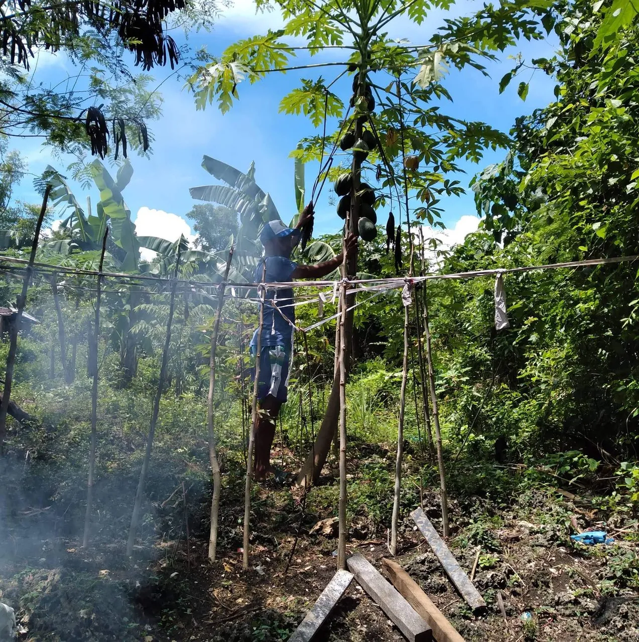 Visit to the papaya farm
