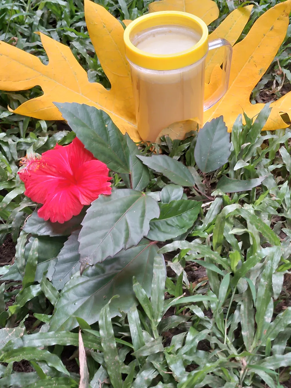 Tropical Twist : Jackfruit Drinks Extravaganza"