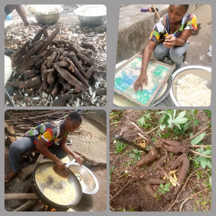 The step by step of processing Cassava into garri