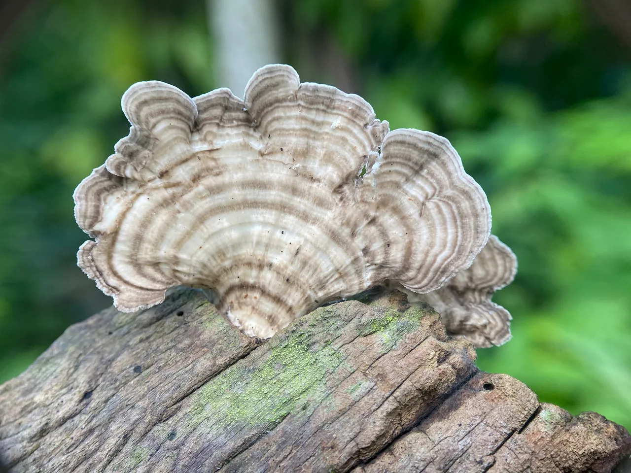 Genus Trametes