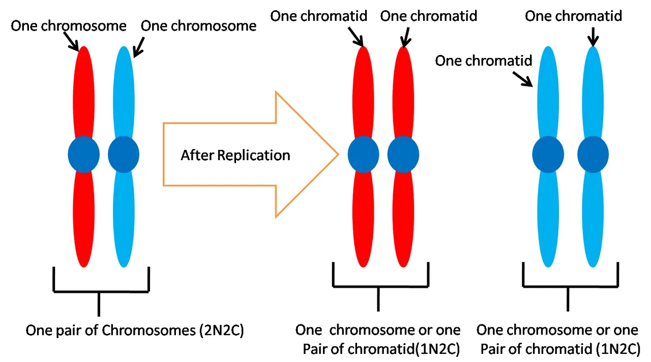 Description of Origin of Trisomic Chromosomes