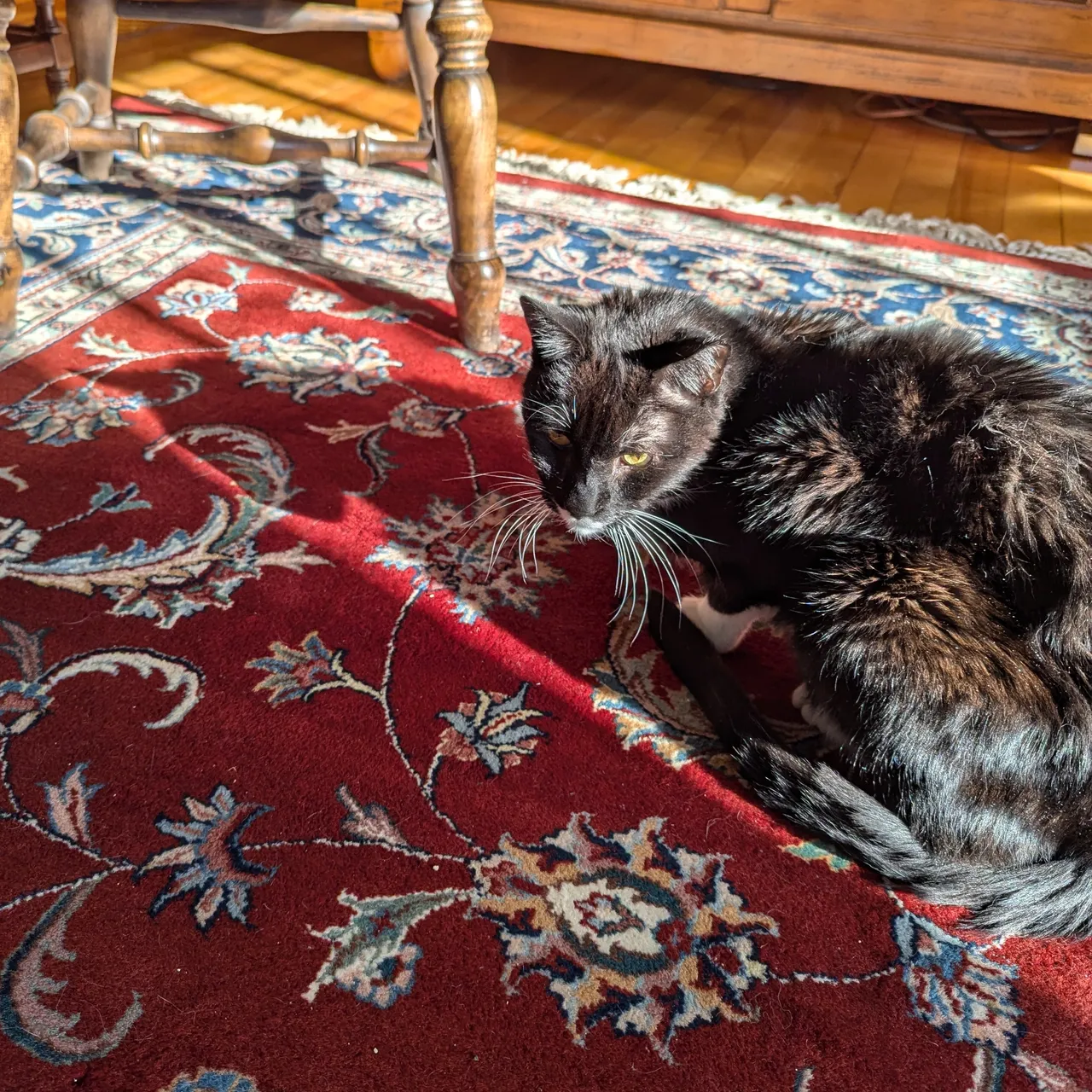 Shadow Hunters SMASh Contest-Round 356