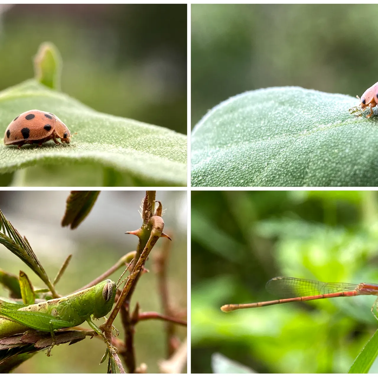 Ladybug, Grasshopper And Dragonfly