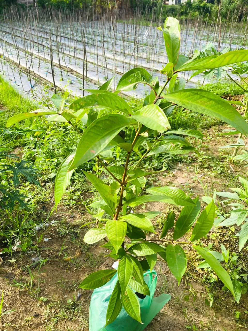 PLANTING JAMAICA GUAVA SEEDLINGS