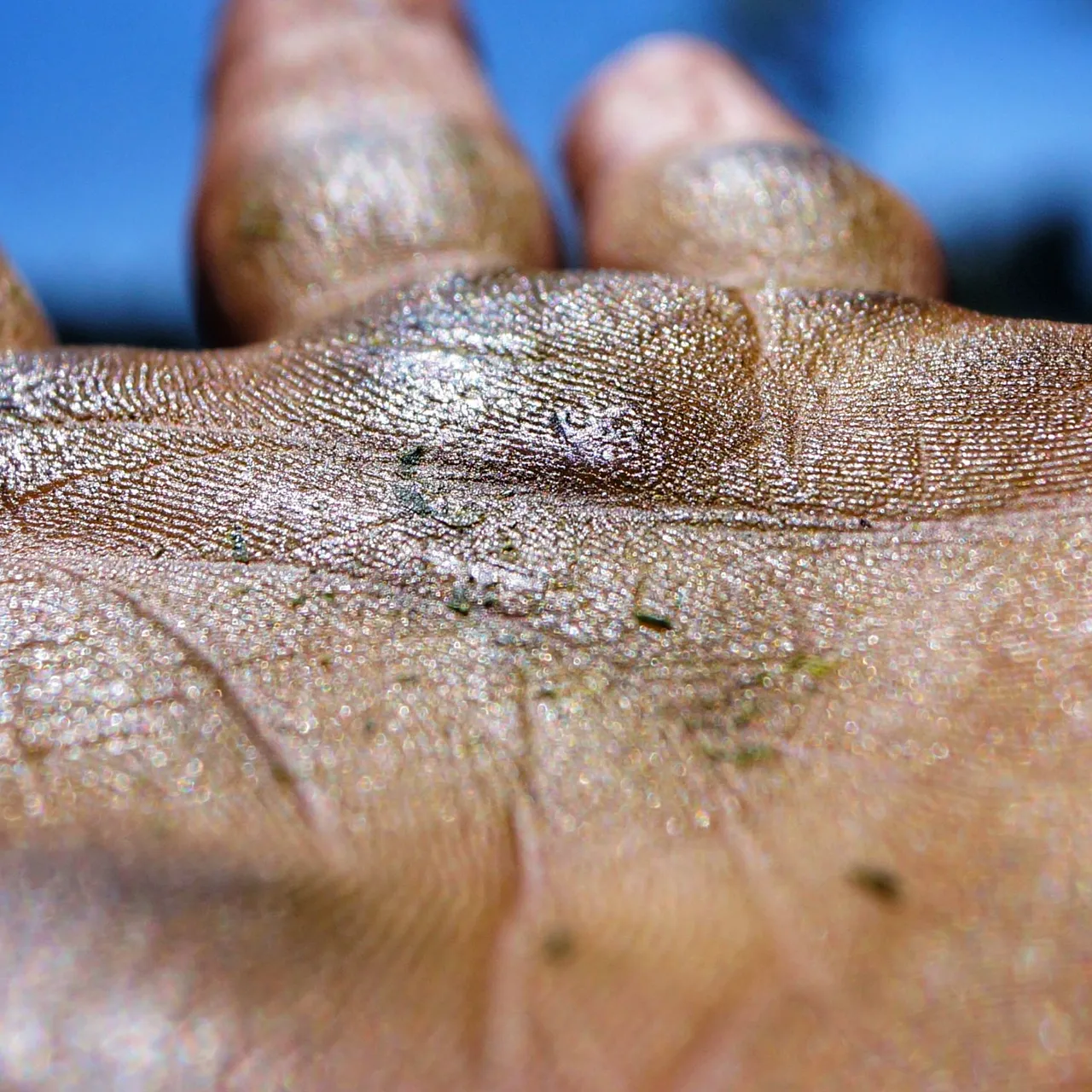 The Process of Making Hashish