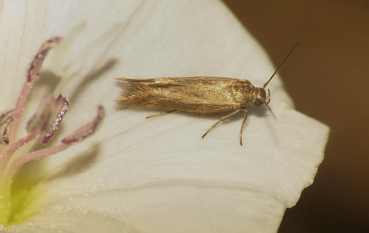 MORNING WITH MOTHS, BINDWEED & SOME OTHER STUFF