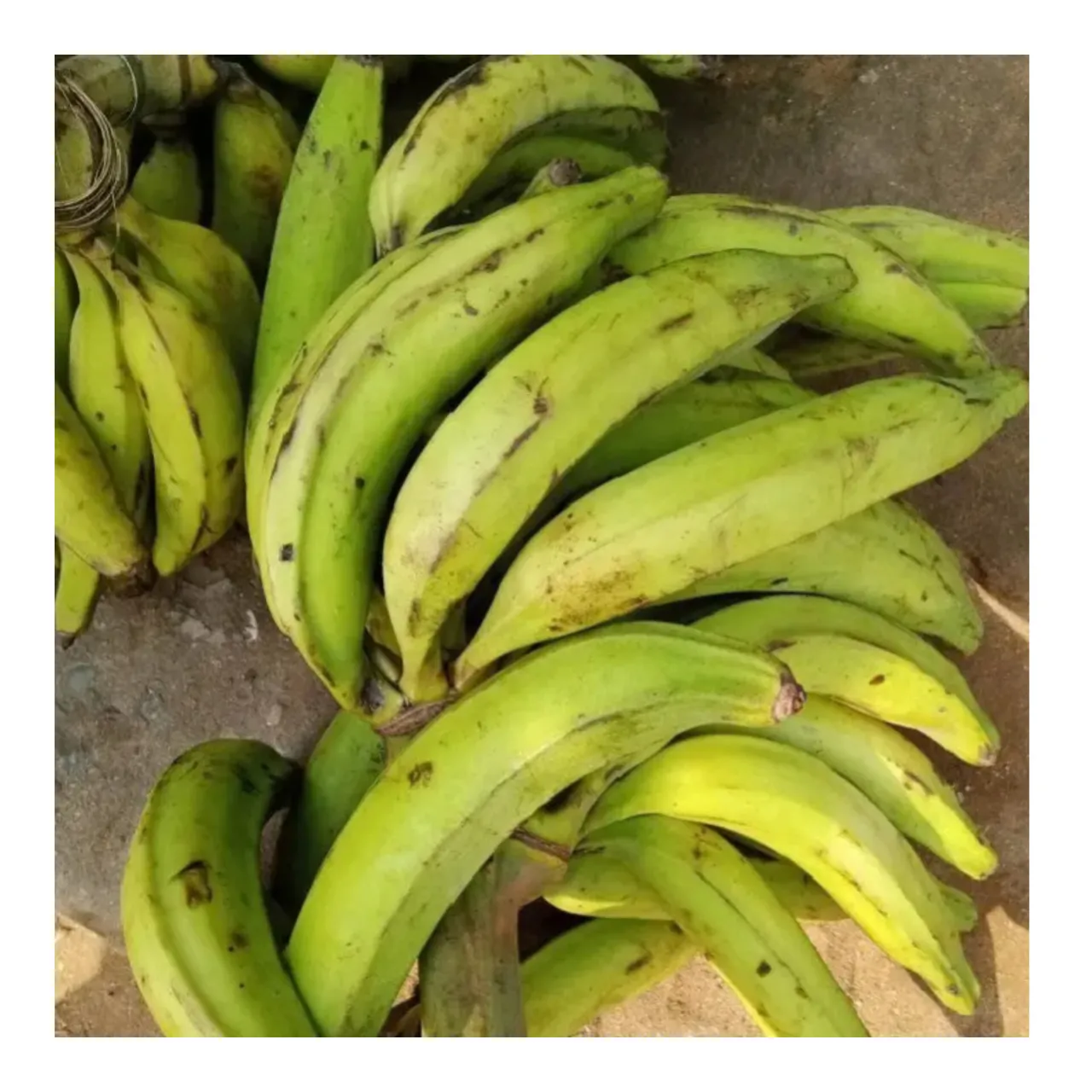 Grandma's made roasted plantain for lunch 😋