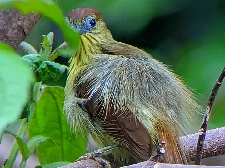 The secret behind the lush of the small hummingbirds leaves