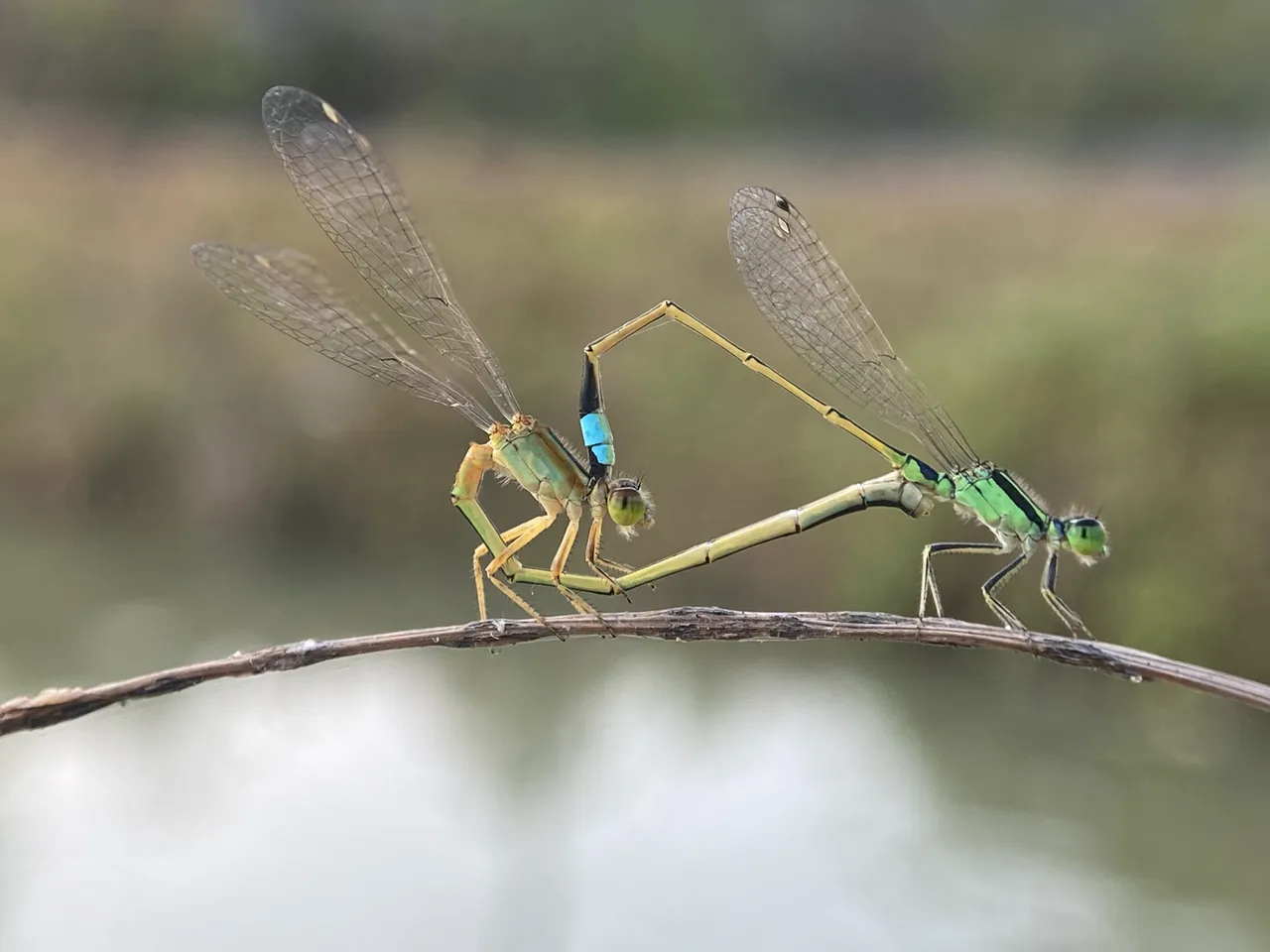 Macro Photography of Dragonflies Spawning