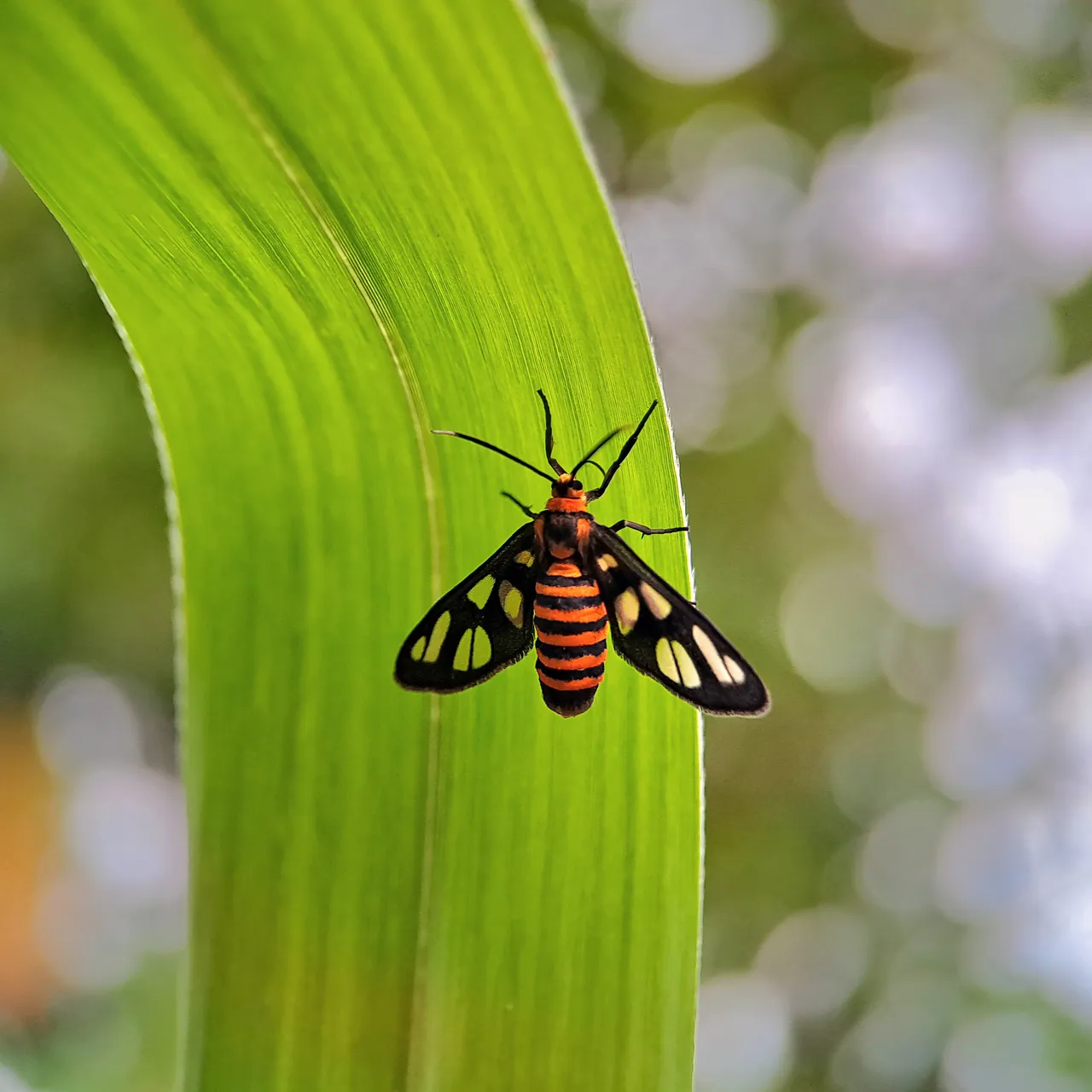 Beautiful fat butterfly
