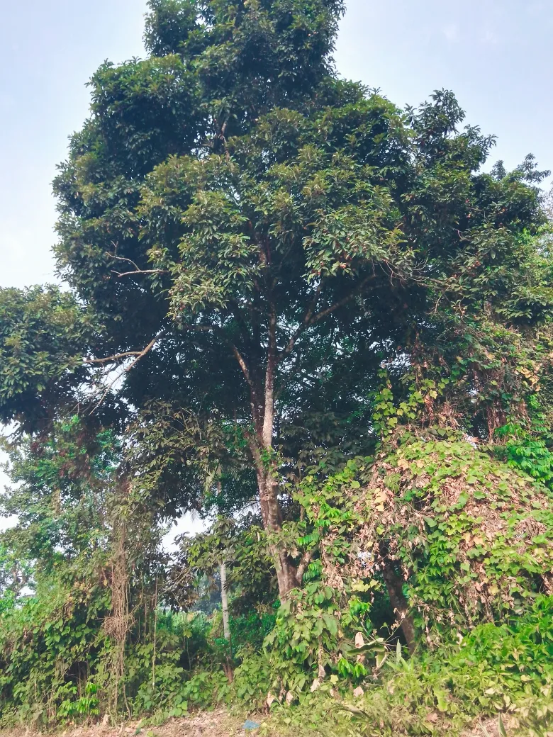 First Walk Of The Year - Enjoying The Village Scenery.
