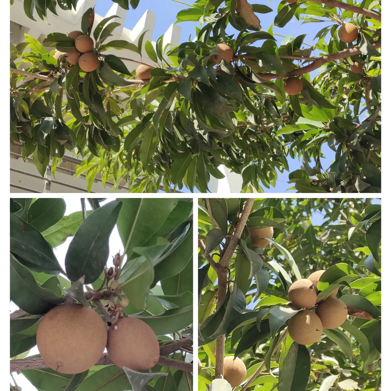 Photographs of an old chikuu tree grown by ancestors which gives us...
