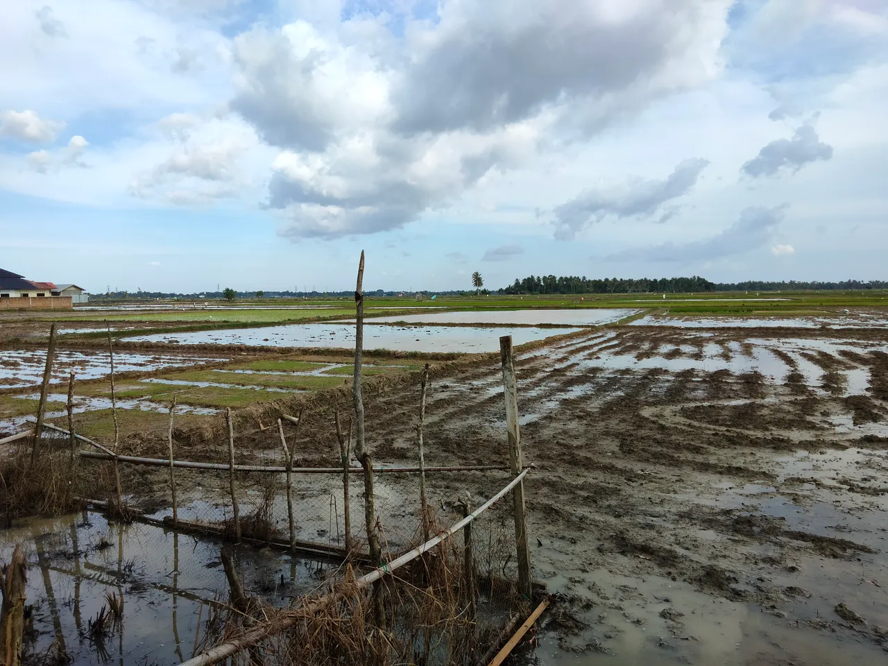 Rice Field Area With Beauty Behind It