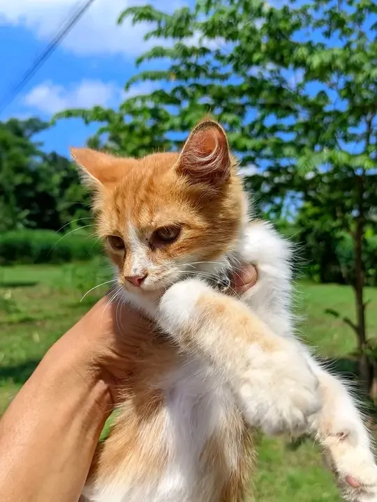 Playing with a home oren cat