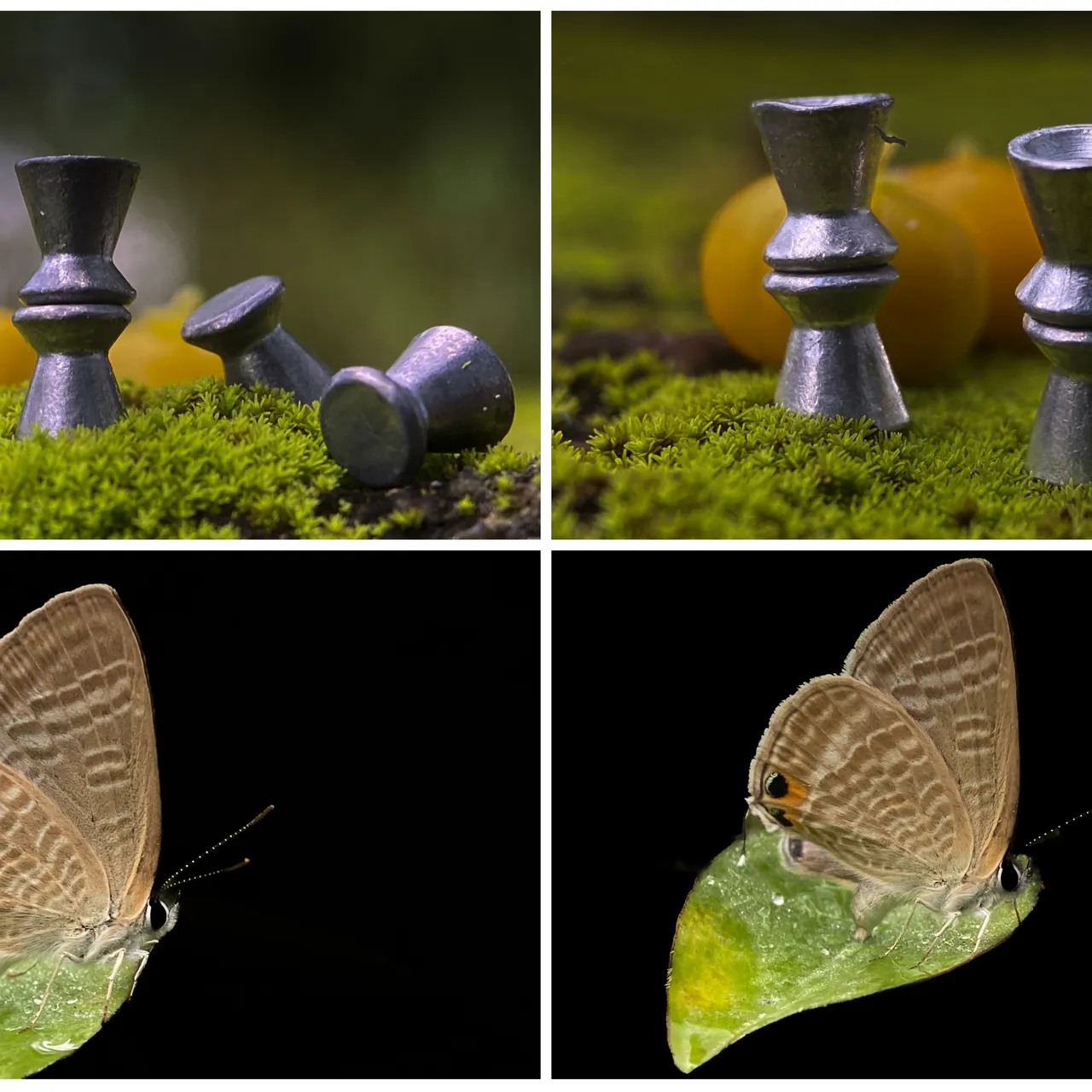 Air Rifle Bullets And Butterflies