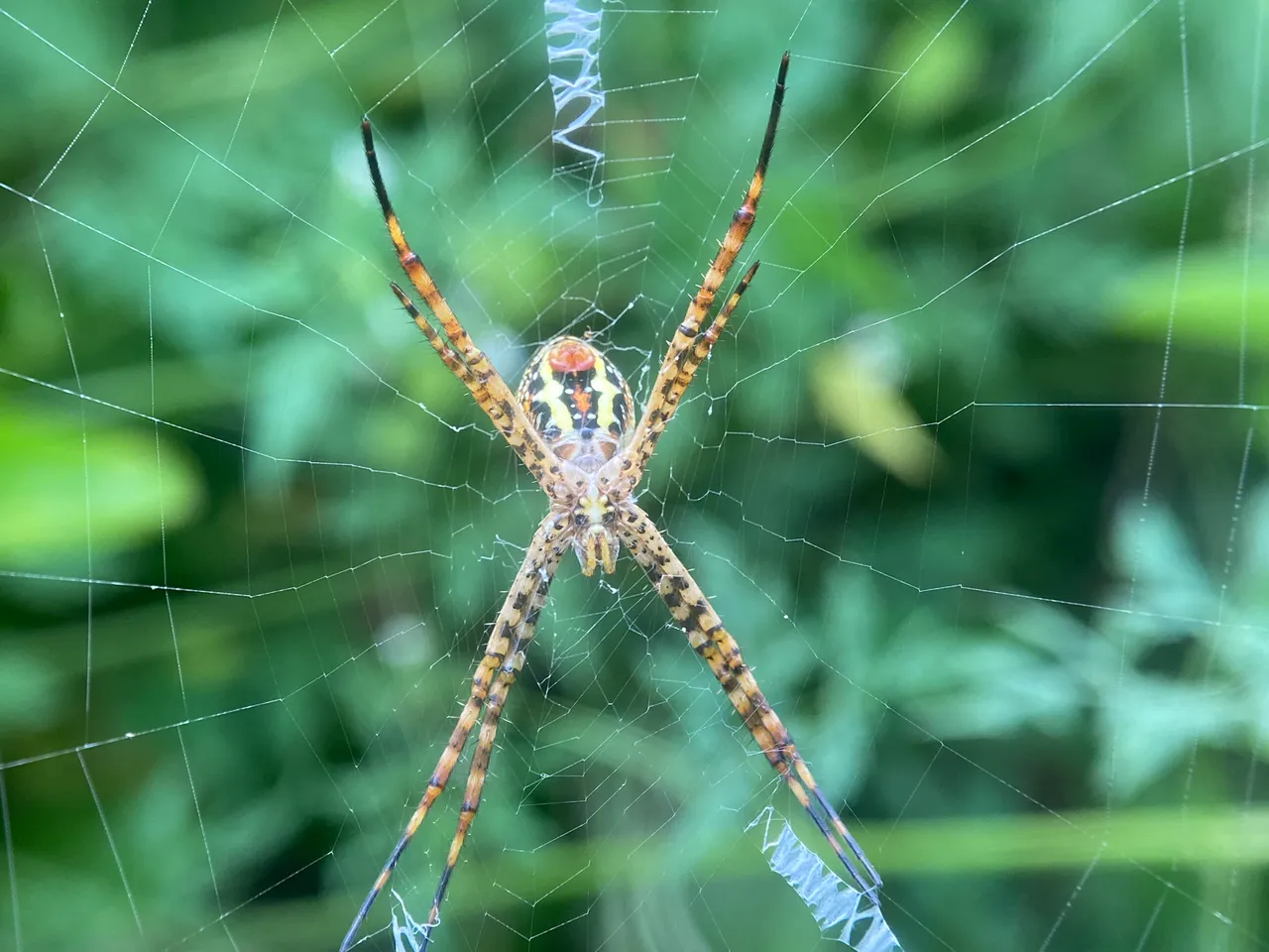 Grasshoppers, Spiders And Flowers